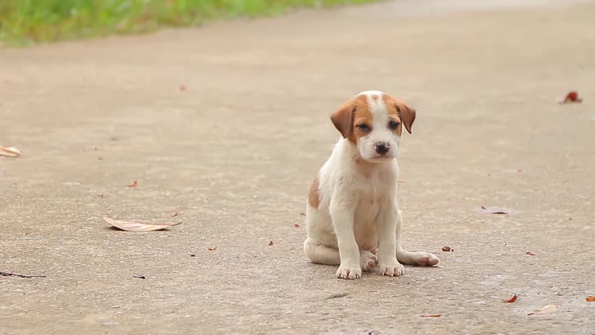 Stock Video Clip of Stray dog hungry food at the park | Shutterstock