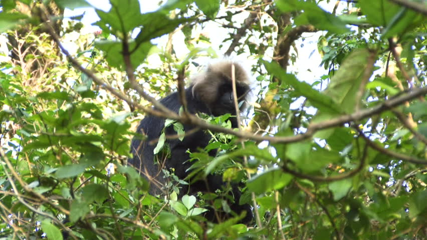 Medium Shot, Monkey in Tree, Stock Footage Video (100% Royalty-free ...