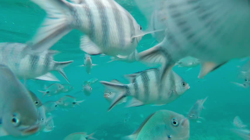 Shoal Of Tropical Fish, Banded Butterflyfish, With Water Surface In ...