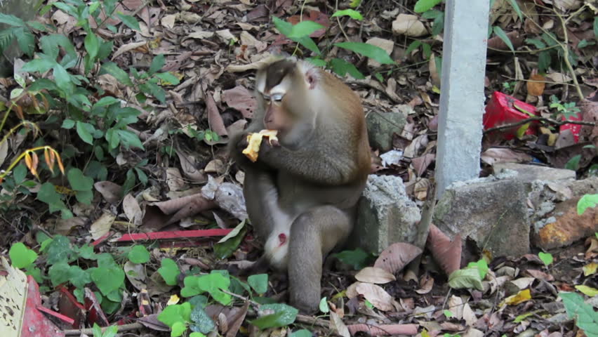 Stock video of monkey eating | 2145704 | Shutterstock