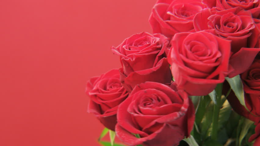 Red Rose Flower Over Dark Red Blinking Background. Valentine's Day Gift ...