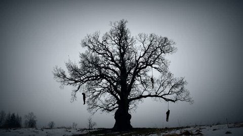 Gallows Tree Stock Video Footage - 4K and HD Video Clips | Shutterstock