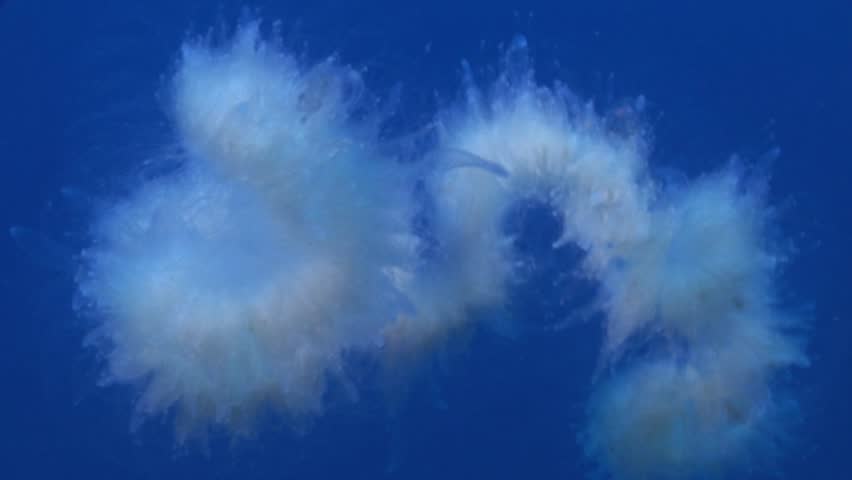 Apolemia Uvaria a Floating Colony Stock Footage Video (100% Royalty ...