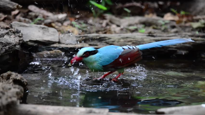 Colorful Blue Bird Drinking Water. Due To Hot Weather In Summer, Puddle ...