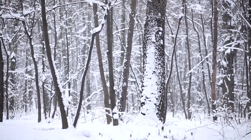 Falling Snow In A Winter Forest With Snow Covered Trees. Seamless ...