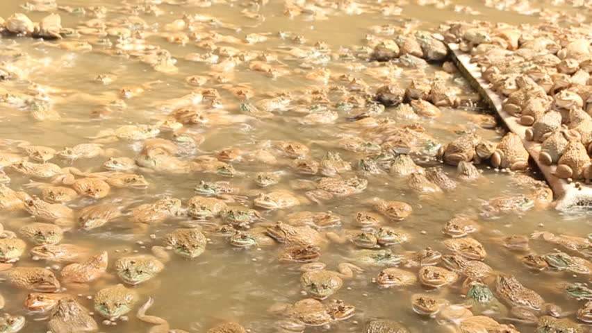 Frogs Inside Pond In 4K. Frenetic Scene Of Frogs Being Raised For ...
