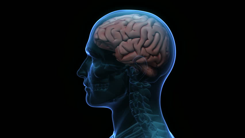 Full 360 View Of The Glowing Human Brain Through A Translucent Skull Of ...