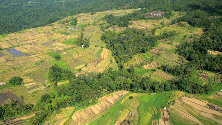 Top View Or Aerial Shot Of Fresh Green And Yellow Rice Fields.Longsheng ...