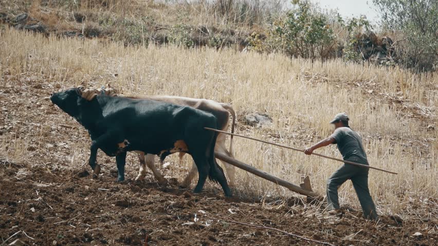 Plowing Using Animal Stock Video Footage - 4K and HD Video Clips ...