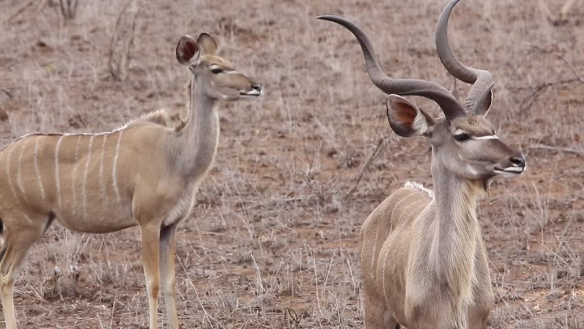 Kudu Stock Video Footage - 4K and HD Video Clips | Shutterstock
