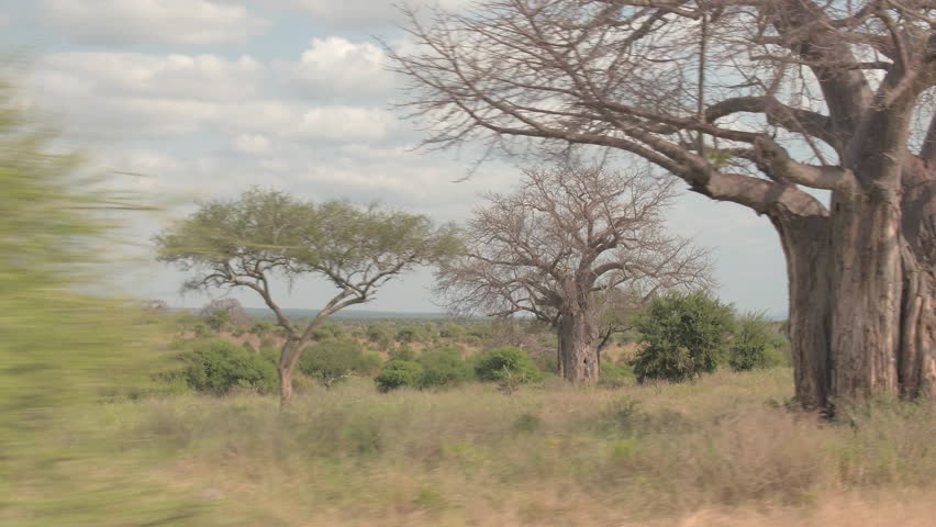 AERIAL CLOSE UP: Flying Past Amazing Mighty Big Old Baobab Tree Growing ...