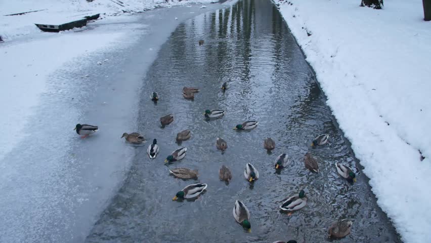 Ducks Swimming In Frozen Pond With Snow And Ice Surrounding Them. Stock ...