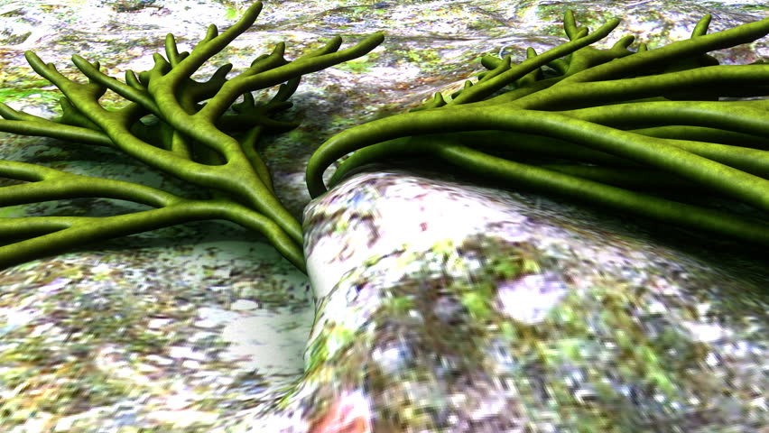 Codium Stock Footage Video (100% Royalty-free) 22701694 | Shutterstock