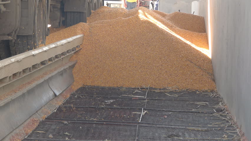 Loading Corn in Silos Storage,handheld Stock Footage Video (100% ...