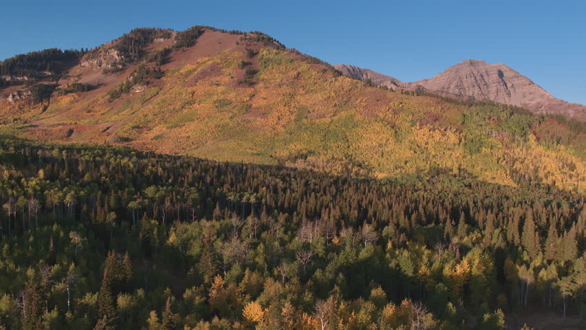 Utah Mountain In The Autumn. Pan Tilt Down Valley. Bright Red And Yellow Fall Leaves On Oaks And ...