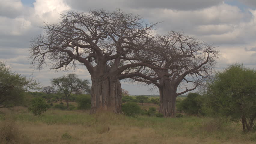 AERIAL CLOSE UP: Flying Past Amazing Mighty Big Old Baobab Tree Growing ...
