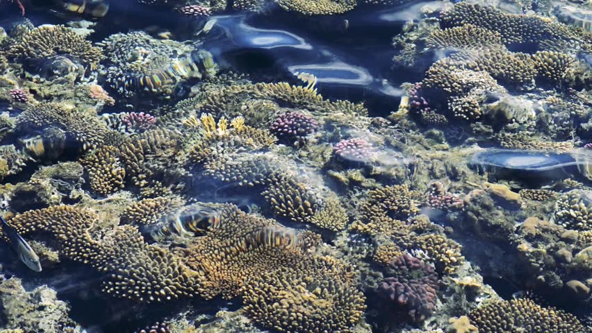 Top View of Coral Reef Stock Footage Video (100% Royalty-free) 23281054 ...