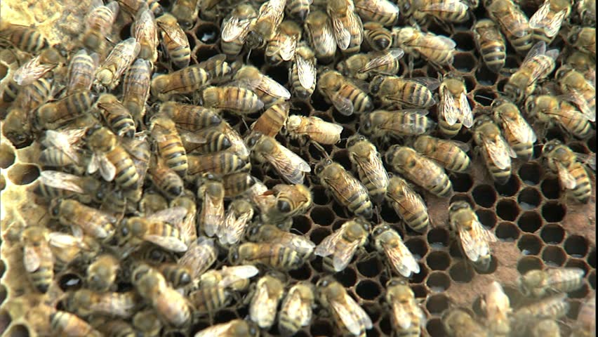 Bee Rack, Showing Nectar and Stock Footage Video (100% Royalty-free ...