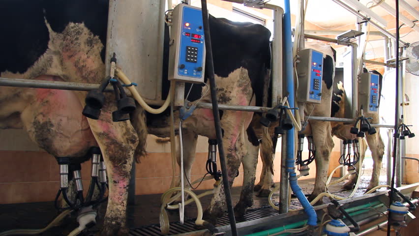 Milking Cows On Farm, Working With Dairy Equipment, Woman Puts Milking ...