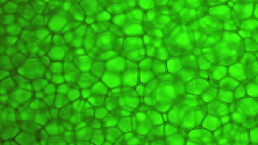 Closeup of the Cell Green Stock Footage Video (100% Royalty-free ...