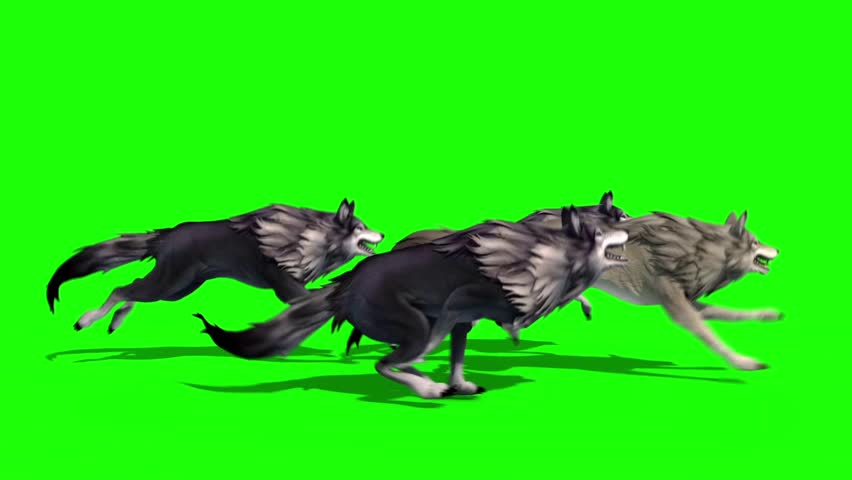 Running Wolf (seamless Loop Animation) Stock Footage Video 1007081671 ...