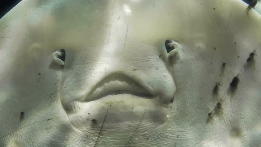 Videoclip de Catfish face close up | Shutterstock