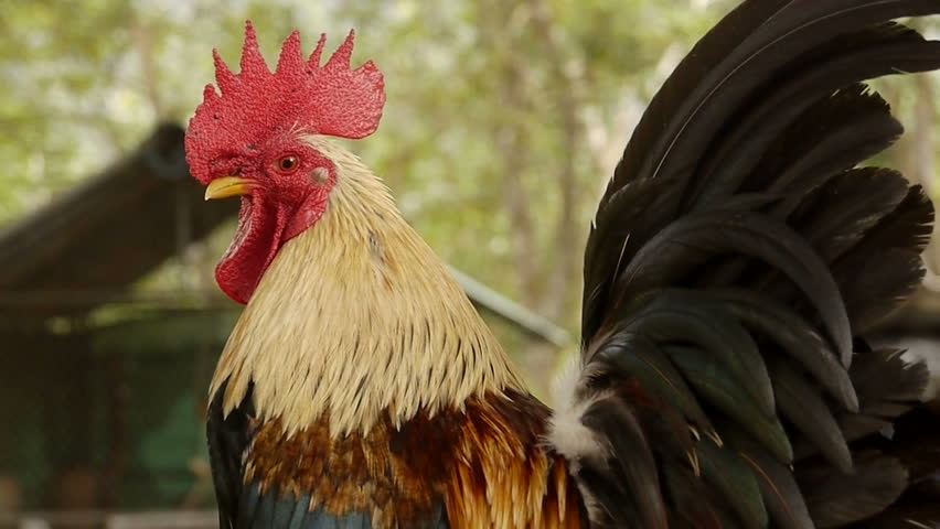 White Rooster Crow On Meadow In Bird Farm. Rooster Crowing On Poultry ...