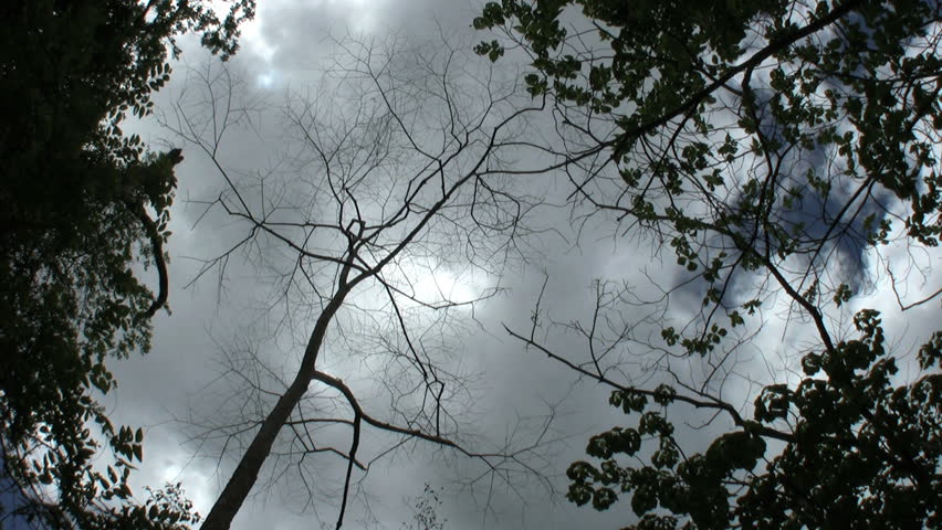 An Ominous Dead Tree Stands Stock Footage Video (100% Royalty-free ...