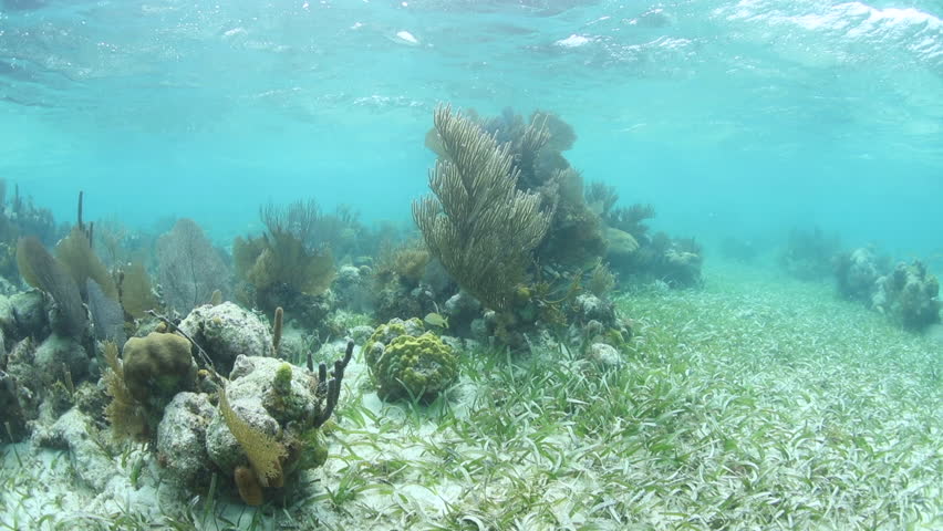 Gorgonians Wave Gently Back And Forth As They Grow On A Shallow Coral ...
