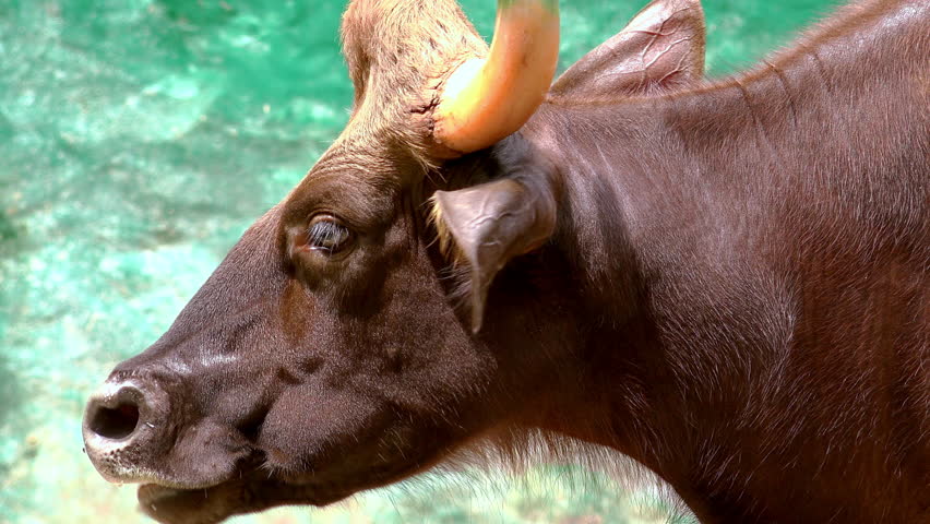 Indian Gaur Bison Female Jawing Stockvideos And Filmmaterial 100 Lizenzfrei 24321074