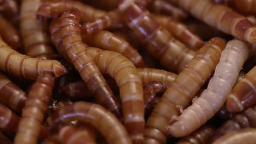 Closeup of Mealworm Larvae, Rearing Stock Footage Video (100% Royalty ...