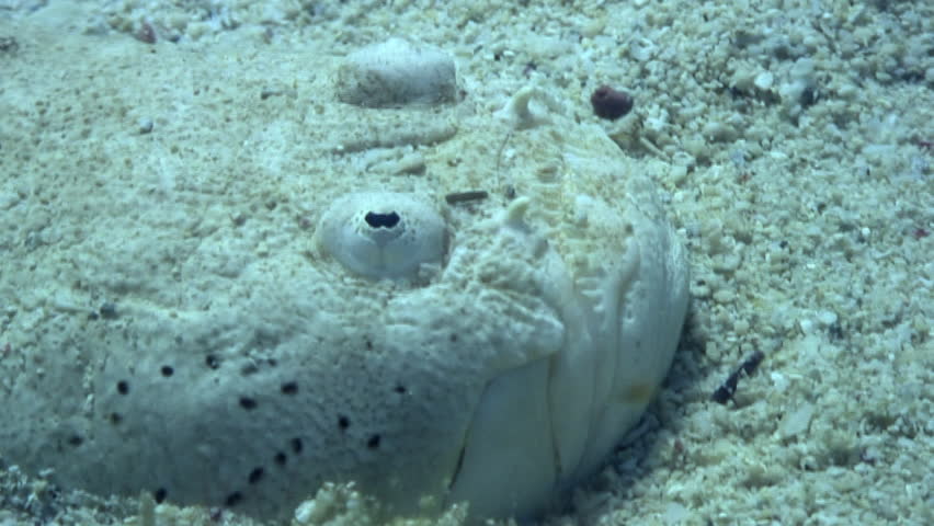 Flatfish Masked Underwater On A Sandy Bottom In Ocean Of Wildlife ...