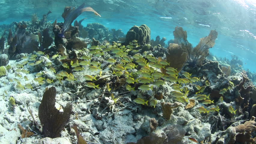 Gorgonians Wave Gently Back And Forth As They Grow On A Shallow Coral ...