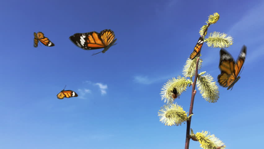 Butterfly Flying Away Stock Footage Video | Shutterstock