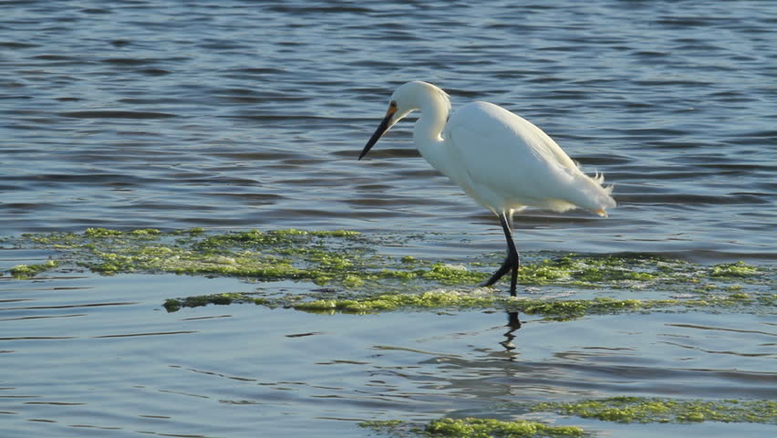 Vídeo stock de Snowy Egret Foot Stirring in (100% livre de direitos ...
