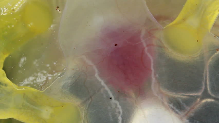 Glass Frog (Hyalinobatrachium Sp.) Underside Viewed Through Glass ...