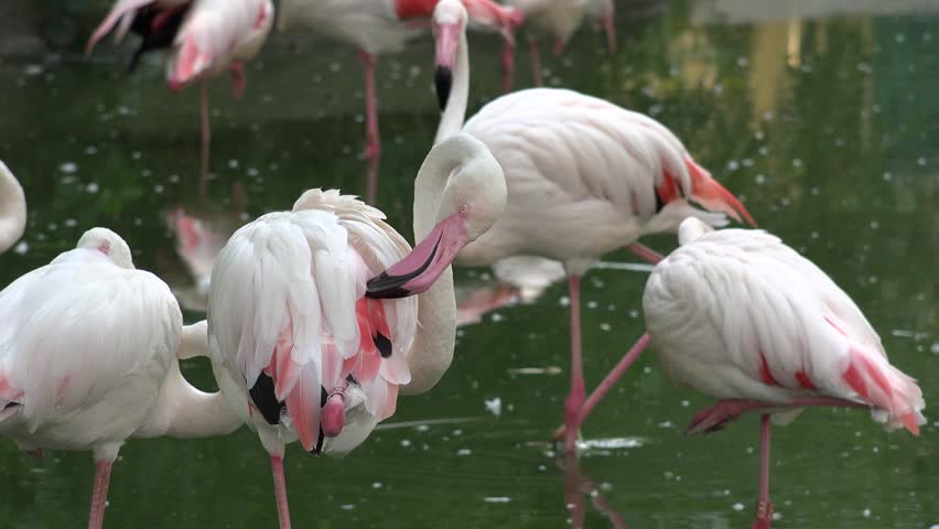 Stock Video Clip of 4K Beautiful African flamingo scratch pink feathers ...