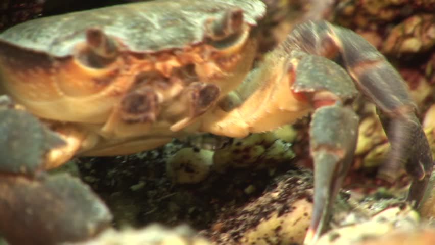 Potamon Ibericum Fresh Water Crab Lake River Eating Close Up Walking ...