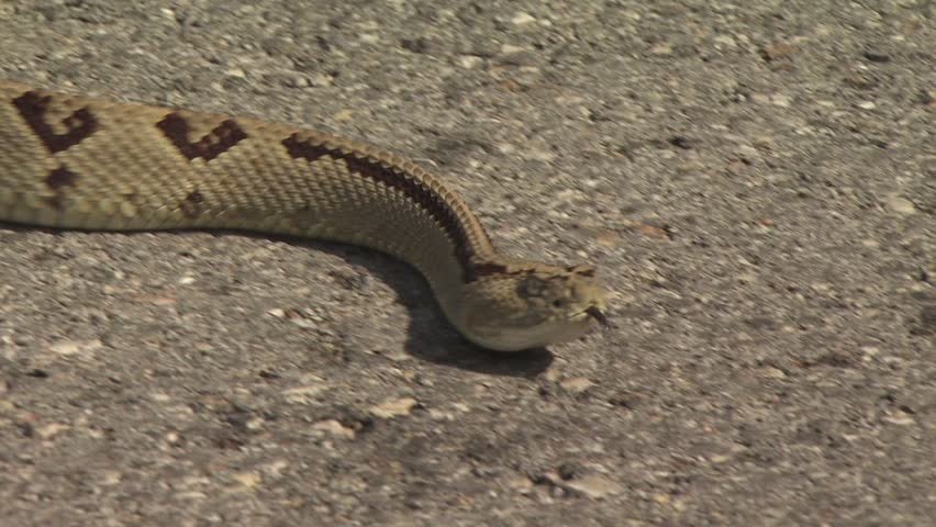 Snake Crawling Stock Footage Video (100% Royalty-free) 2582744 ...