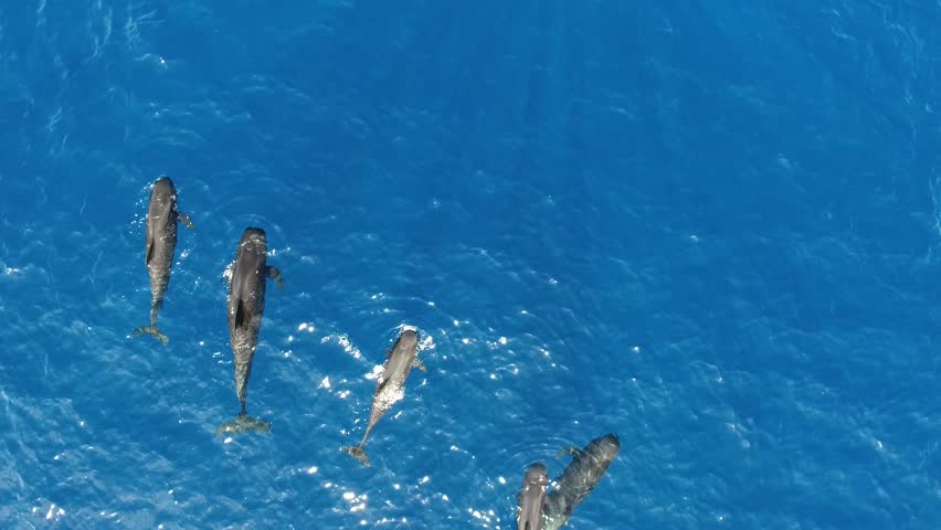 Blue Whale Adult Swimming image - Free stock photo - Public Domain ...
