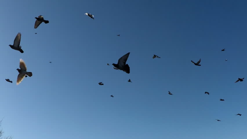 Hundreds Of Birds Flying In The Air Stock Footage Video 2455958 ...