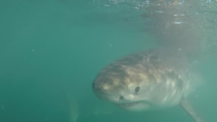 Injured Manatee With Visible Deep Propeller Cut Marks On Its Back Stock ...