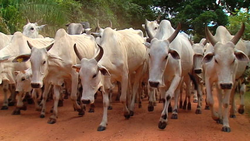 Cowboy, Cow, Brazil, Pantanal Stock Footage Video 2650397 | Shutterstock