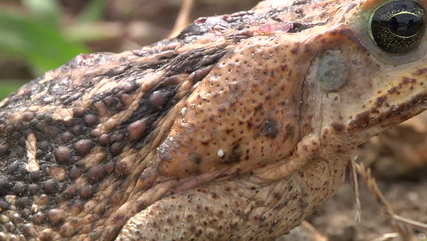 Marine Toad Stock Footage Video 2653616 | Shutterstock