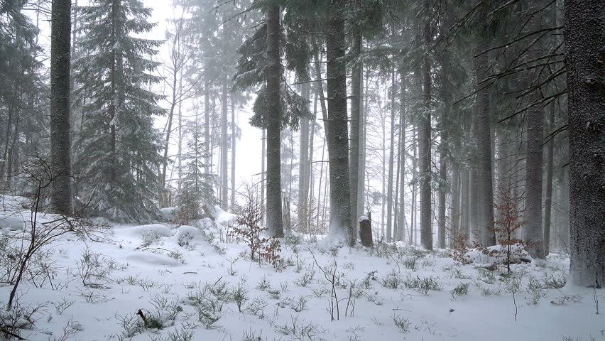 Stock video of fabulous winter forest, snow storm in | 26837644 ...