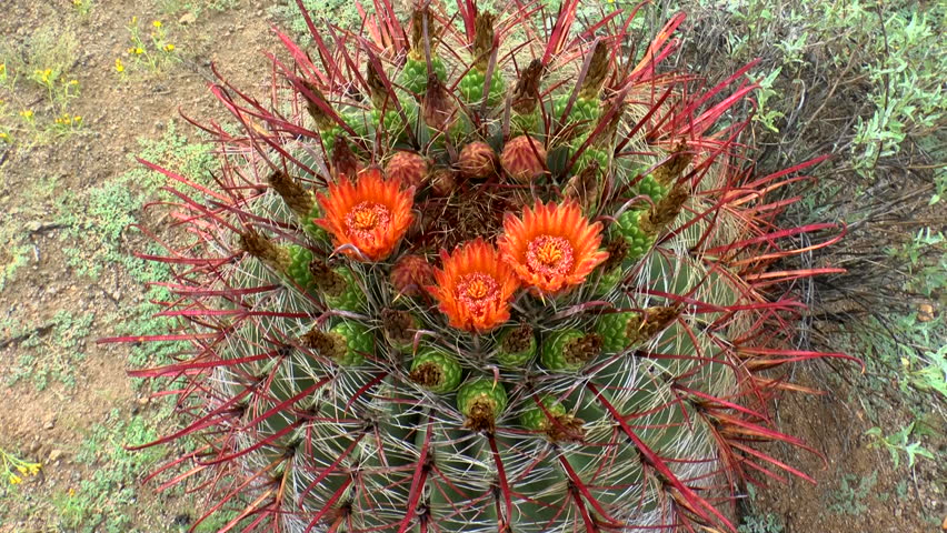 Vibrant Orange Flowers Bloom From Barrel Cactus, Sporting Sharp Hooked ...
