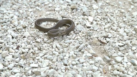 Ground Rattler Stock Video Footage - 4K and HD Video Clips | Shutterstock