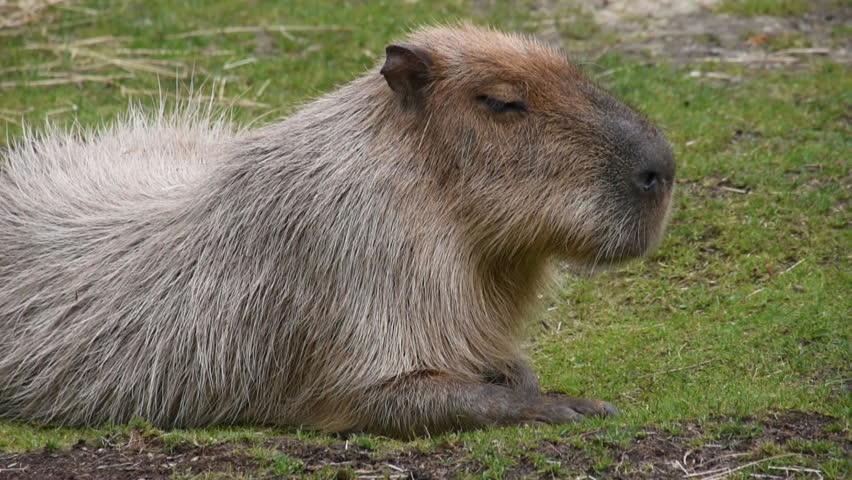Capybara image - Free stock photo - Public Domain photo - CC0 Images