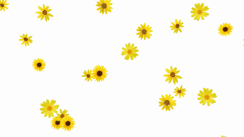 Floral Background (sunflower) - Alpha, Looping Animation Stock Footage ...