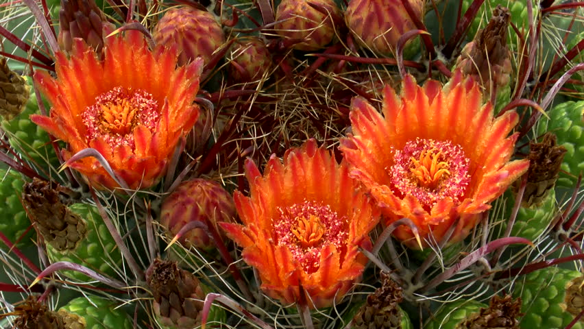 A barrel Cactus with red spikes image - Free stock photo - Public ...
